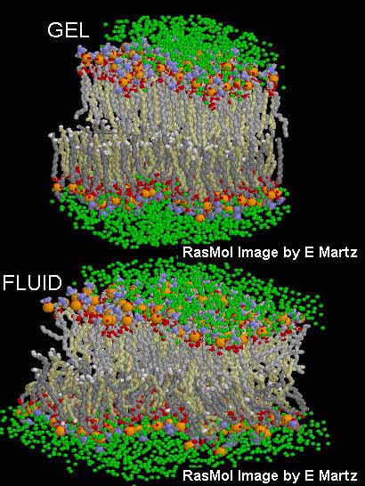 Gel-Liquid Bilayer